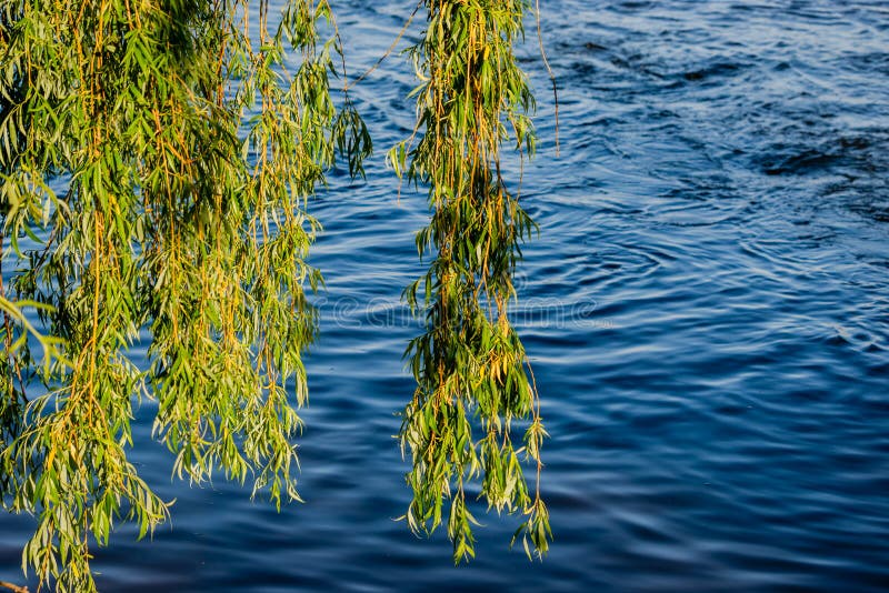 Willow Tree Branches in the Water Background Stock Image - Image of ...