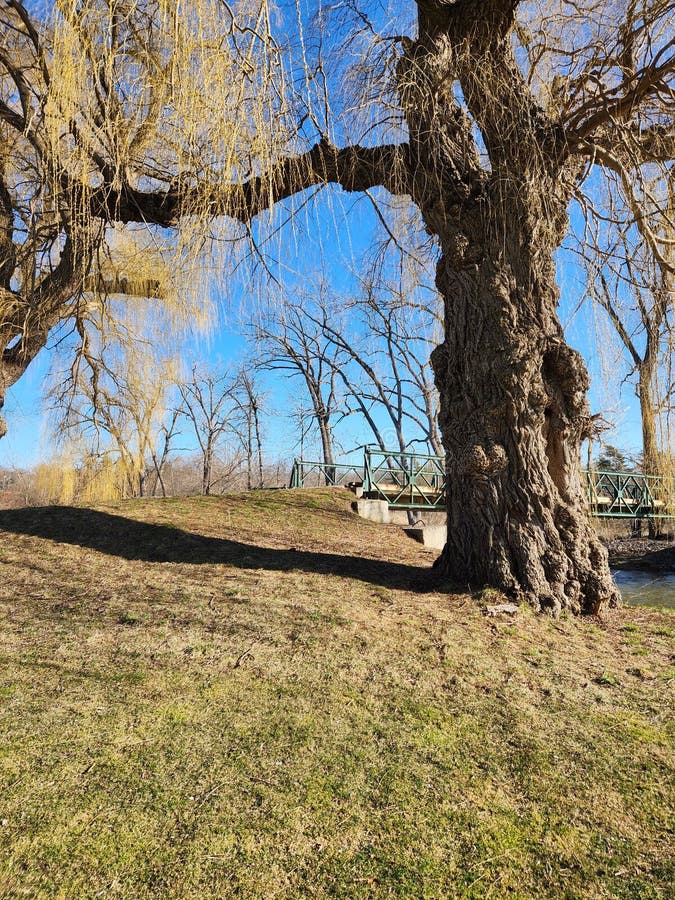 Willow Tree Bridge River stock image. Image of nature - 276613133
