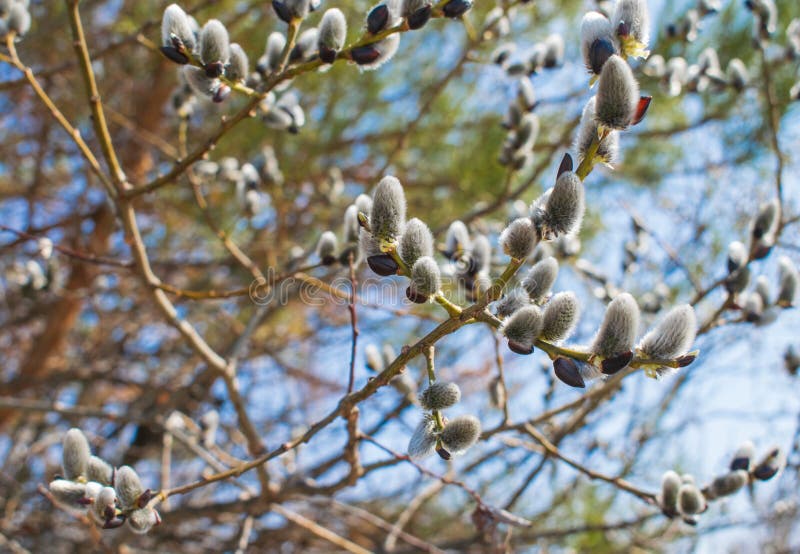 Willow Tree, Buds in Spring Stock Image - Image of wildflower, white ...