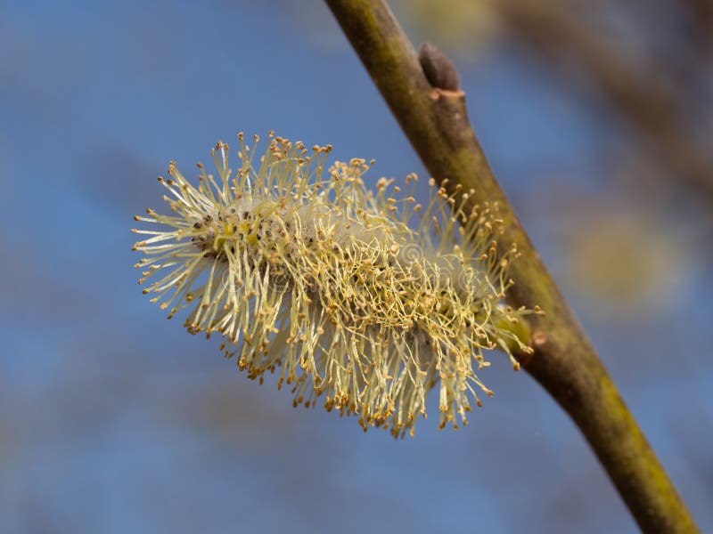 Willow Tree with Catkin in Spring Stock Photo - Image of bush, blooming ...