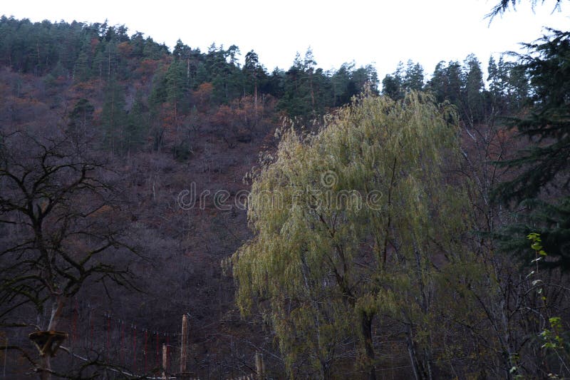 Willow Tree, Coniferous Forest and Deciduous Trees Stock Image - Image ...