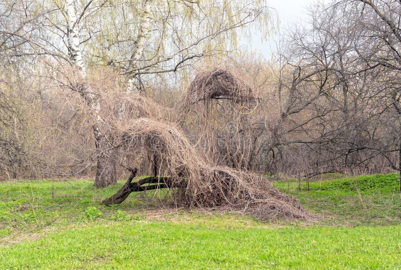 Willow Tree Creeping Along the Ground. Falling Willow Tree in a Spring ...