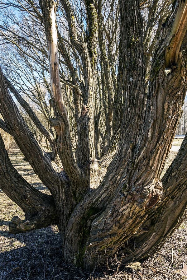 Curved tree stock image. Image of bright, autumn, beautiful - 29936931