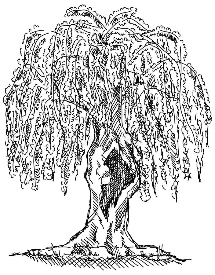 Black Willow Tree Drawing