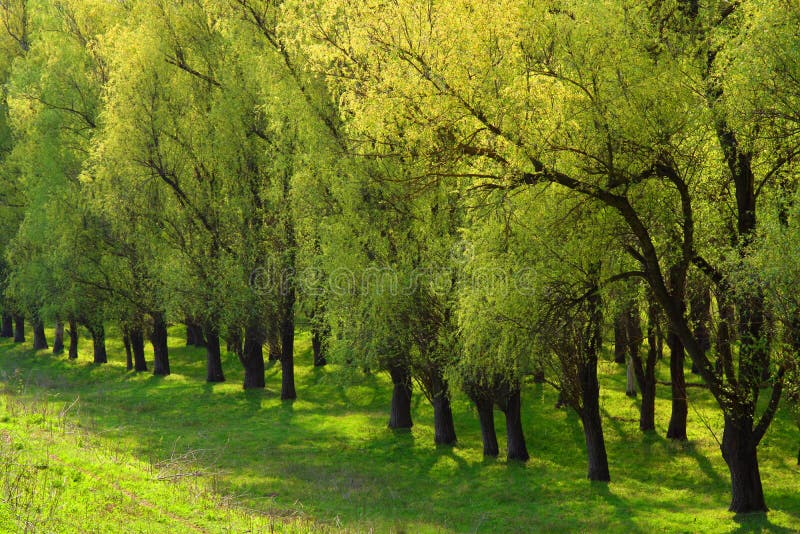 Willow Trees in a Row, Green Forest in Spring, Alligned Trees Landscape ...