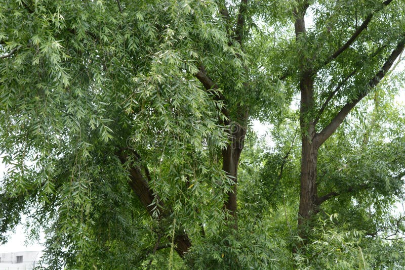 Willow tree fresh green stock image. Image of botanical - 150267297