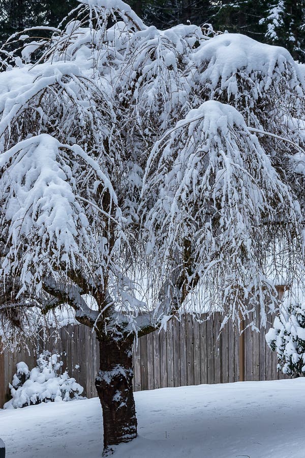 Frozen Willow Tree In Winter Stock Image - Image of frost, salix: 7975949