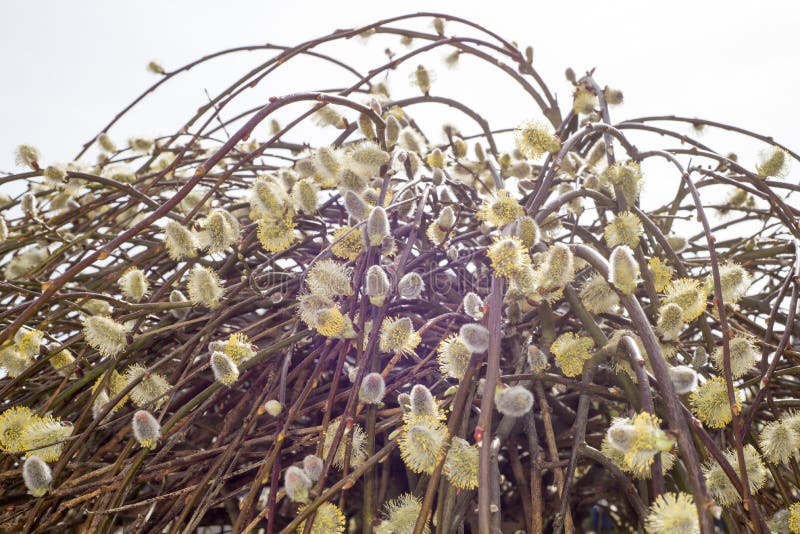 Willow tree in full bloom stock photo. Image of beautiful - 113245276