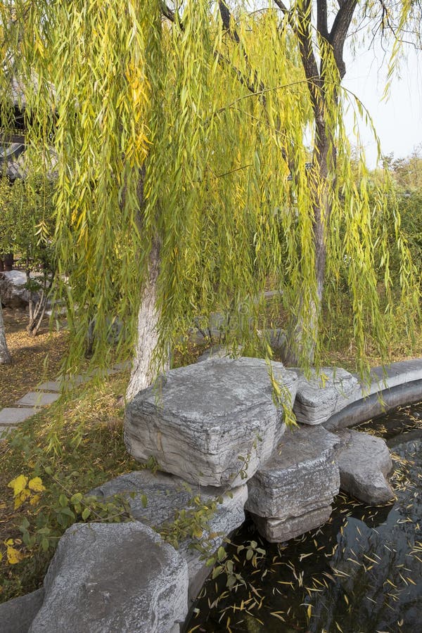 Willow tree in garden stock image. Image of chinese - 222244337
