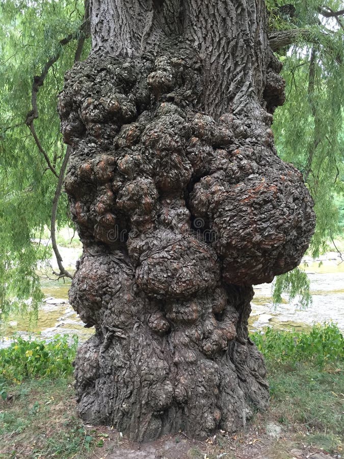 Willow Tree stock photo. Image of forest, plants, trees - 259931488