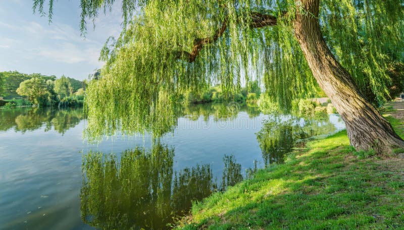 Willow Tree Reflecting on Calm Water beside a Tranquil Lake in the ...