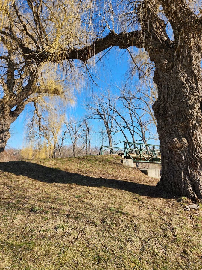 Willow Tree and Green Bridge Stock Photo - Image of plant, tree: 284845638