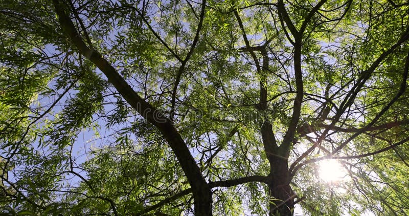 Deciduous Willow Tree in Spring Stock Footage - Video of leaf, forest ...