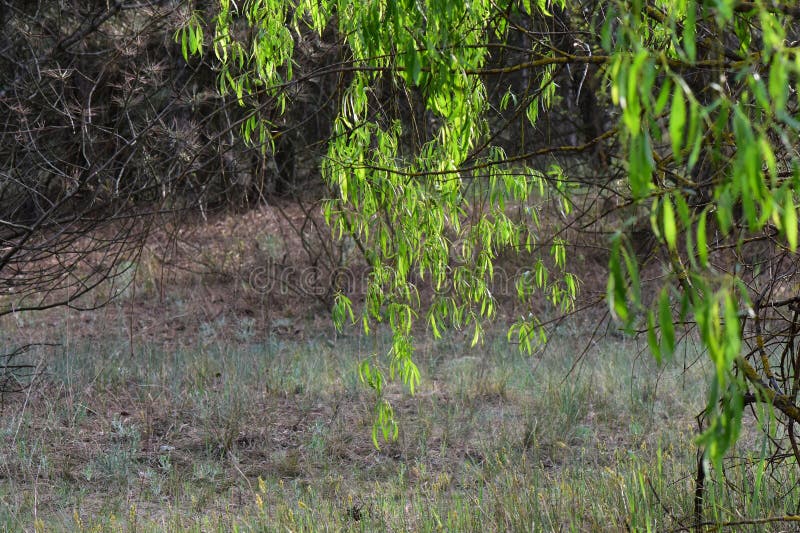Willow Tree with Green Leaves in Early Spring. Spring Landscape Stock ...