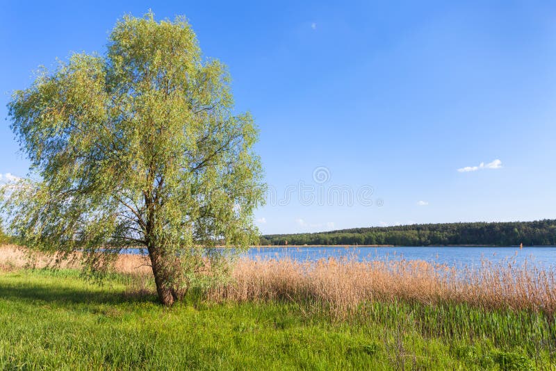 Willow Tree on Green Shore of Ponds Stock Photo - Image of coast, plant ...