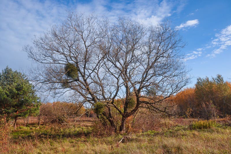 Willow Tree Growing in Nature in Autumn Stock Image - Image of grass ...