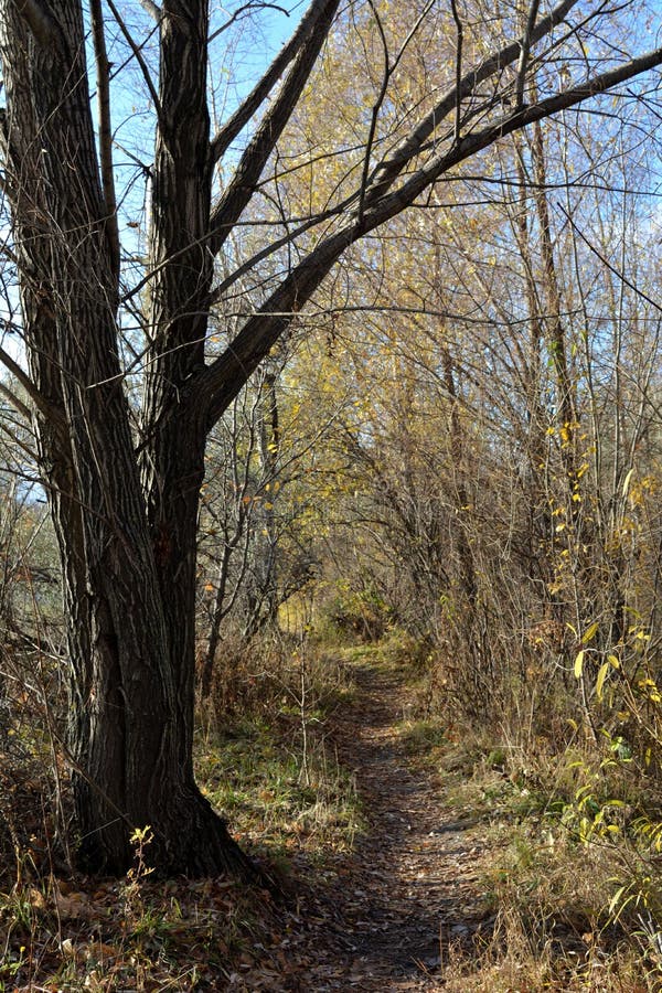 Willow Tree Grows Near the Path. Fall Season in the Park Stock Photo ...