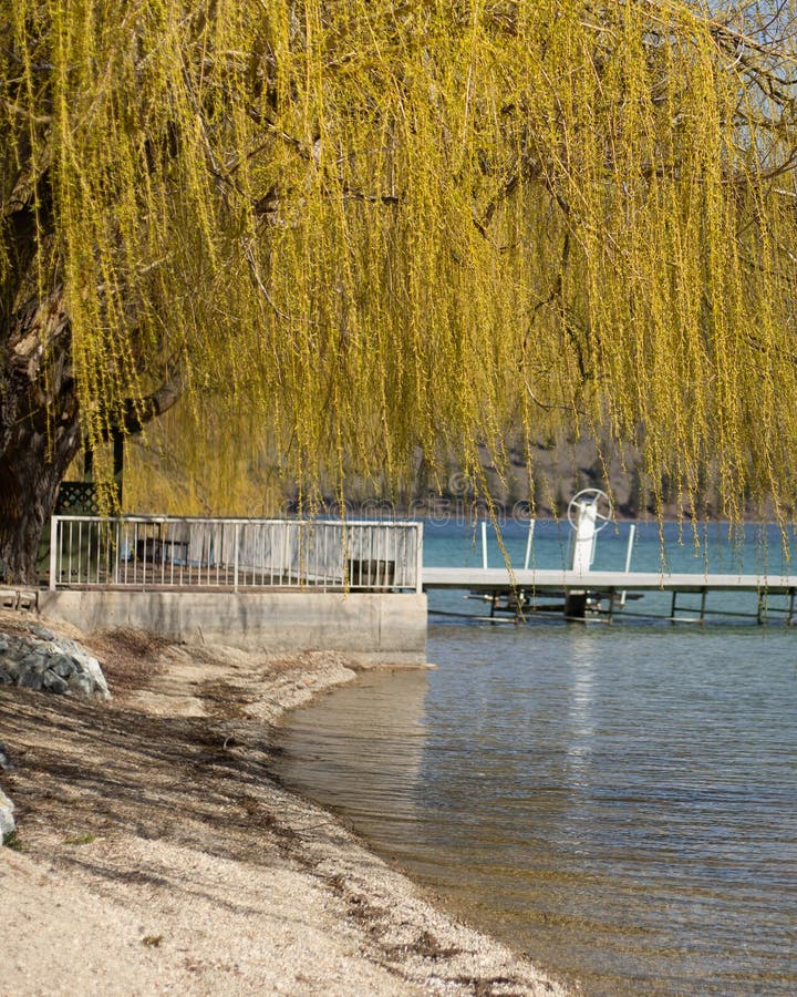 996 Willow Tree Over Lake Stock Photos - Free & Royalty-Free Stock ...