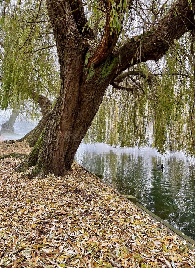 An autumn willow tree stock photo. Image of tree, wetland - 263827684