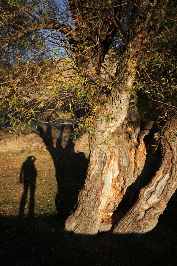 Willow tree stock image. Image of foliage, hiking, scenery - 188987419