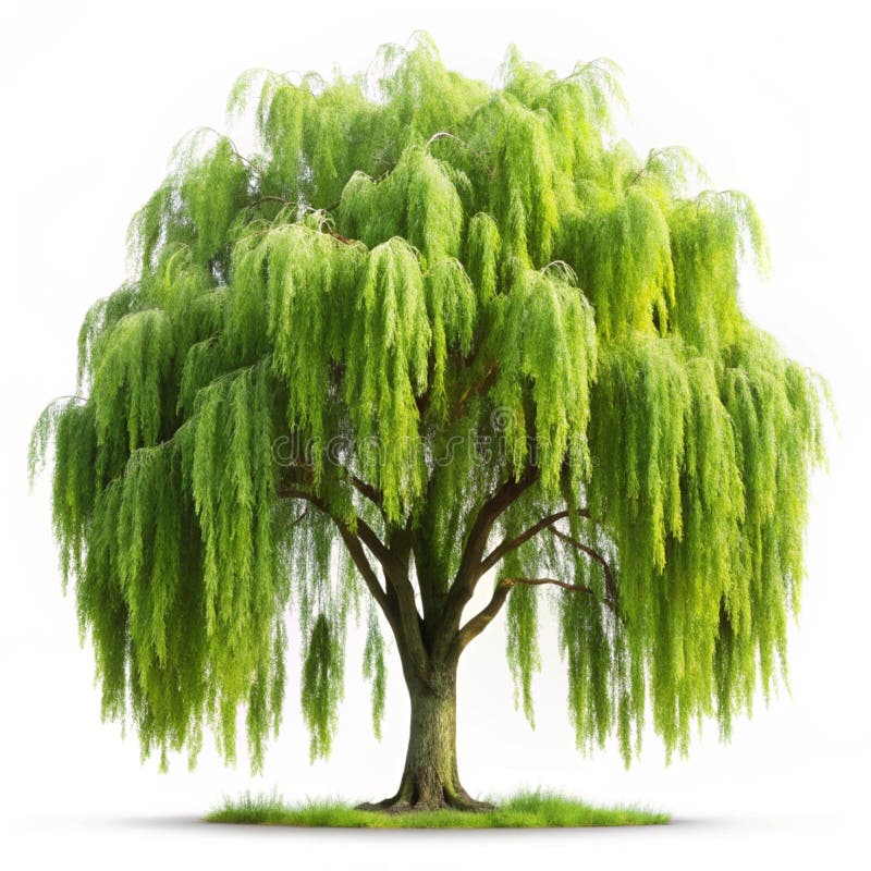 Willow Tree Transparent Background Stock Illustrations – 232 Willow ...
