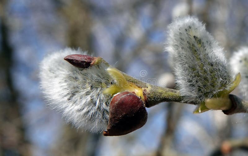 Willow Tree Its Spring Bloom Stock Image - Image of leaves, pond: 254916815
