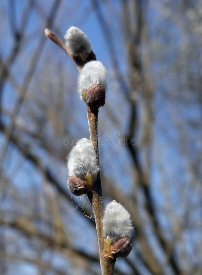 Willow Tree Its Spring Bloom Stock Image - Image of flowering, leaves ...