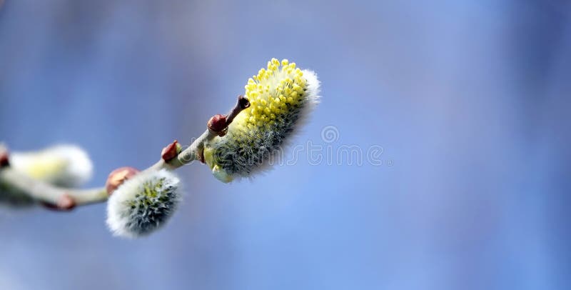 Willow Tree Its Spring Bloom Stock Photo - Image of sprouts, blue ...
