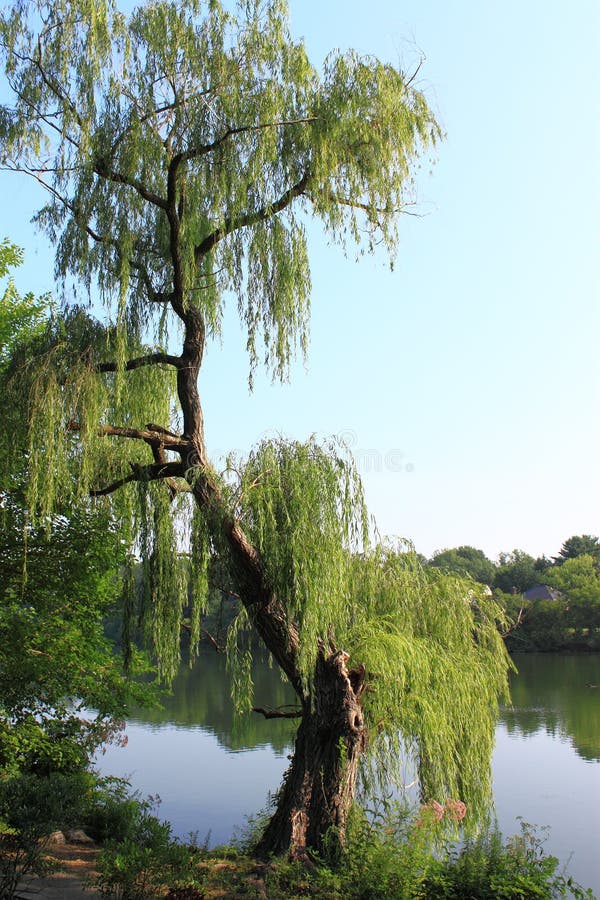 Weeping Willow Tree by the Lake in the Park Stock Photo - Image of wind ...