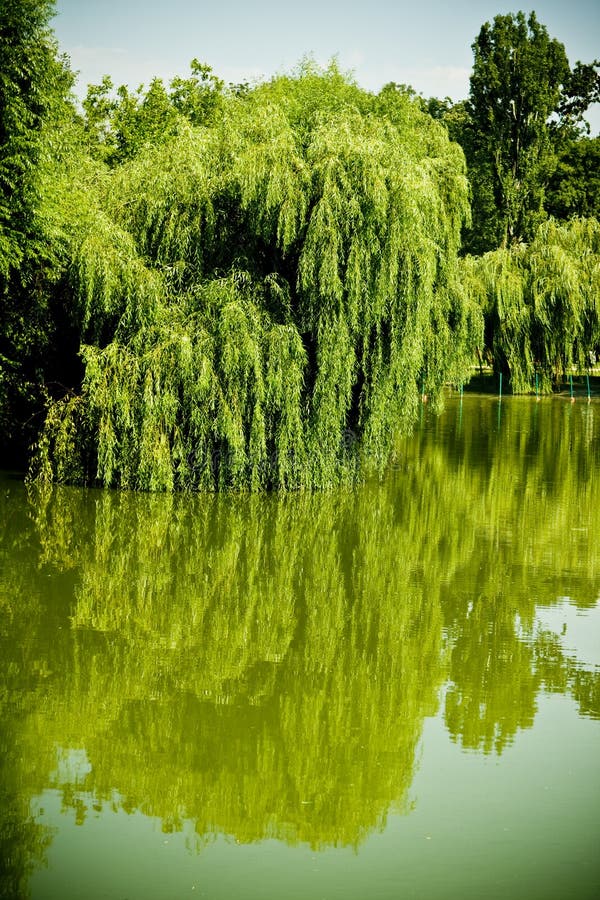 Willow tree over a lake stock photo. Image of colored - 23247638
