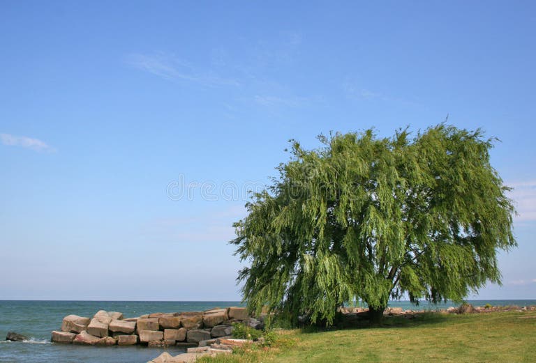 Willow Tree Lake stock image. Image of sunny, timeless - 902191