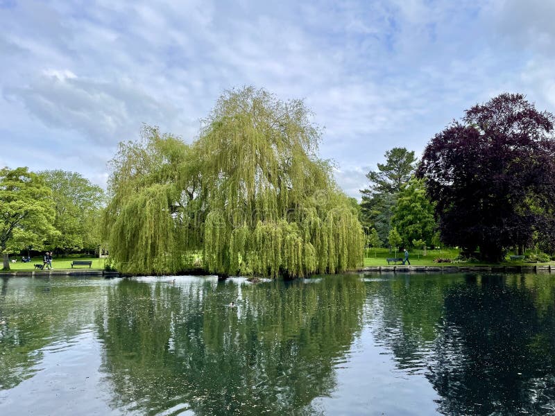 Willow tree by the lake stock photo. Image of wetland - 278699152