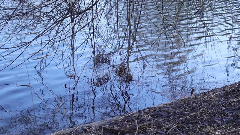 Willow Tree and a Lake with Water Waves Stock Footage - Video of lake ...