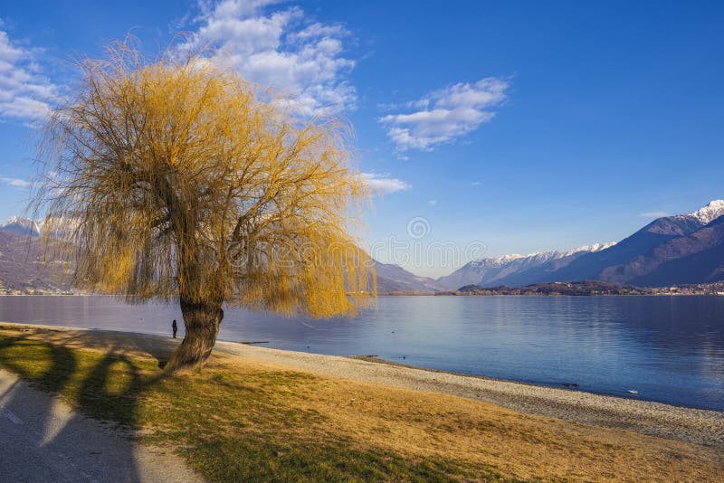 Willow Tree on the Lakeside of Domaso in Lake Como Stock Image - Image ...
