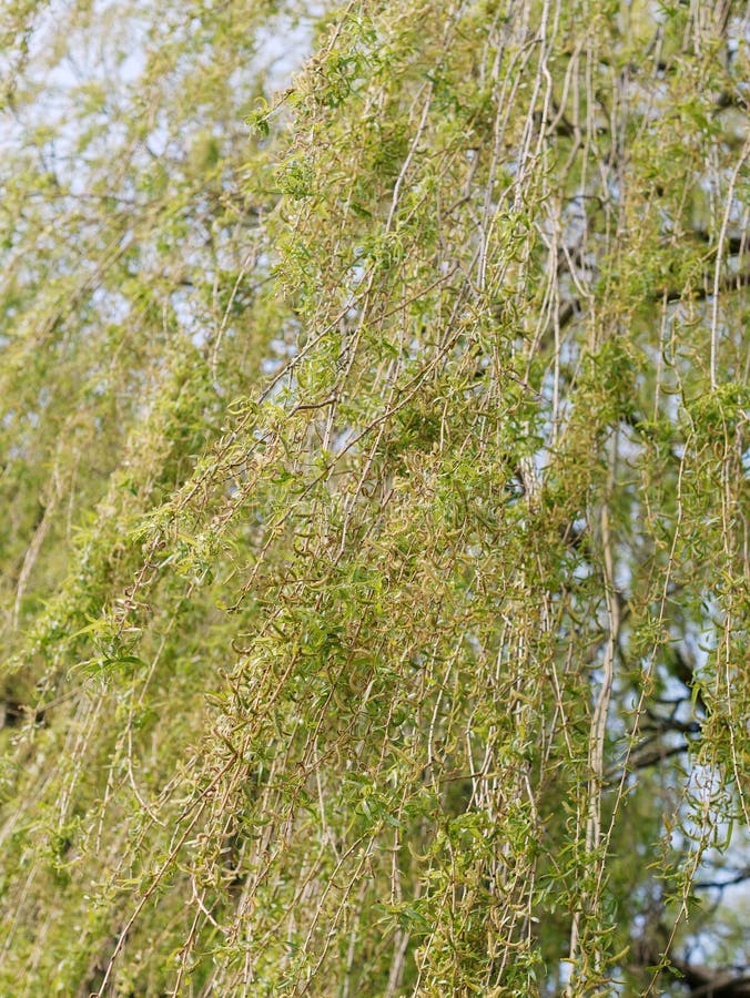 Willow Tree Leafing Out in Spring. Stock Photo - Image of closeup ...