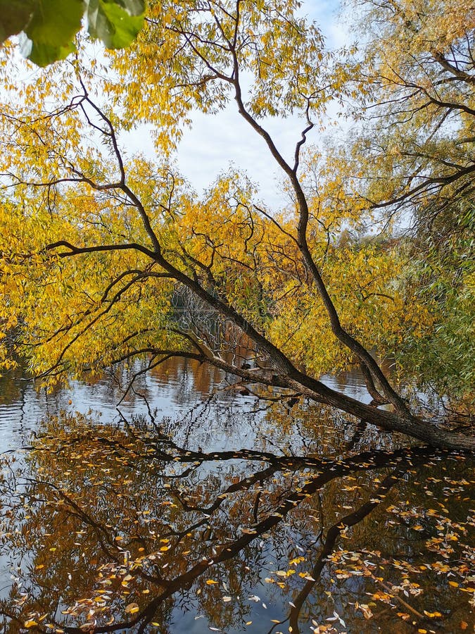 A Willow Tree Leaning Over a Pond with Ducks and Fallen Leaves Floating ...