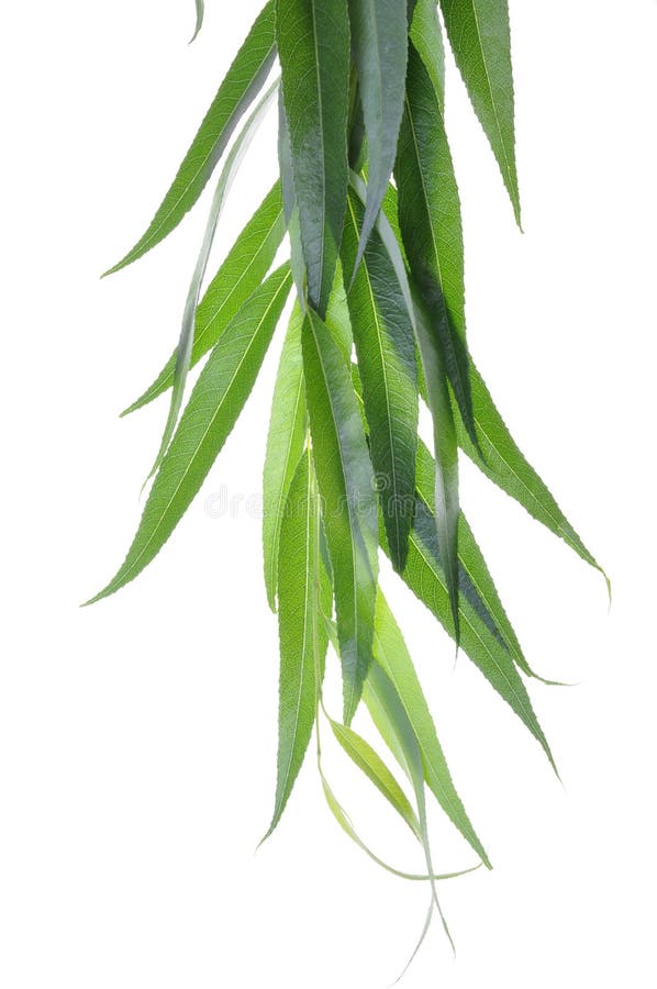 Willow tree leaves stock photo. Image of isolation, close - 26551484