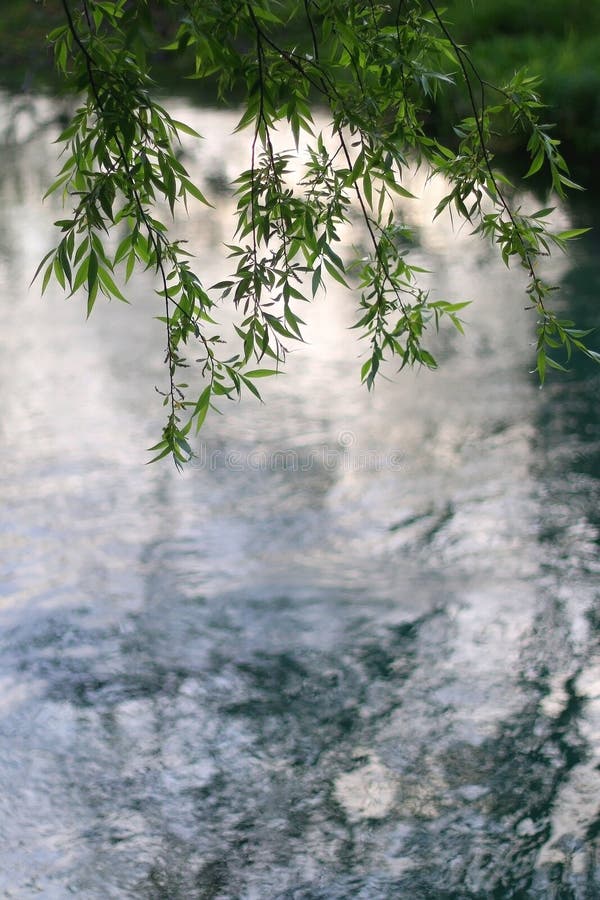 Willow Tree stock image. Image of clear, environment - 217653743