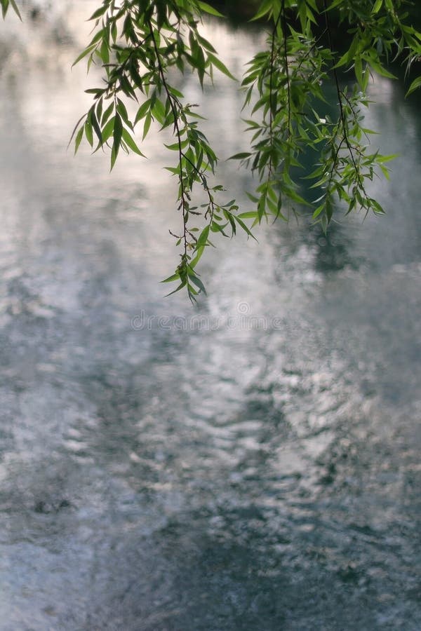 Willow Tree stock photo. Image of flora, detail, outdoor - 217896326