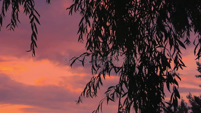 Willow Tree Leaves during Orange Sunset Stock Video - Video of orange, vibrant: 327581411