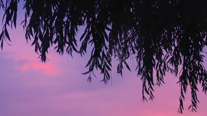 Willow Tree Leaves during Sunset Stock Footage - Video of environment, colors: 327581442
