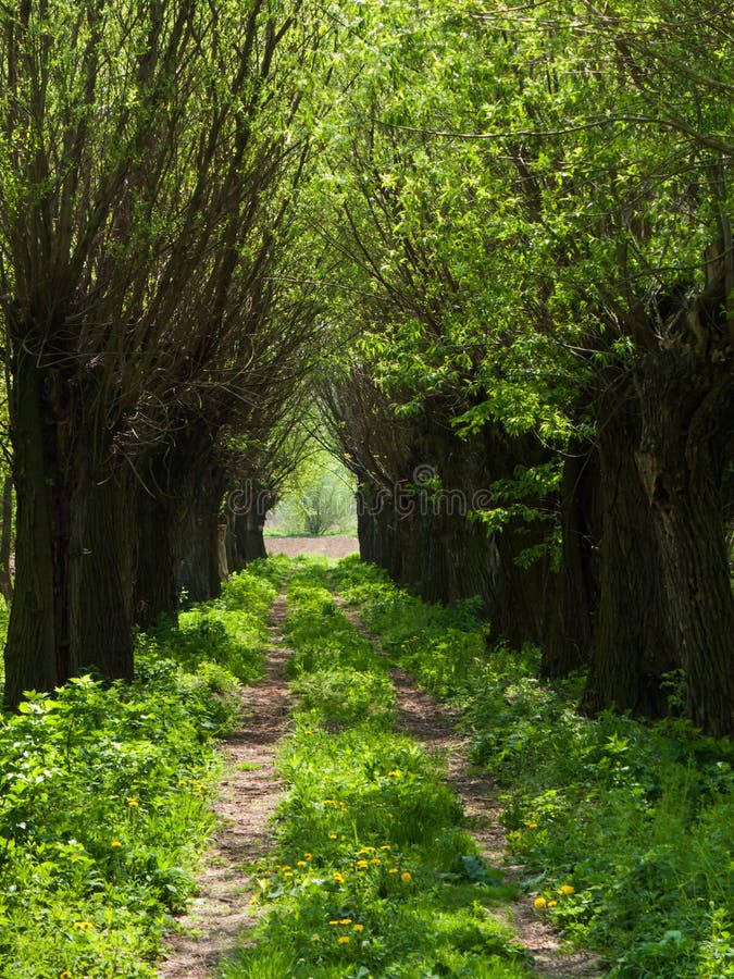 Willow tree lines stock photo. Image of line, beauty - 33266356