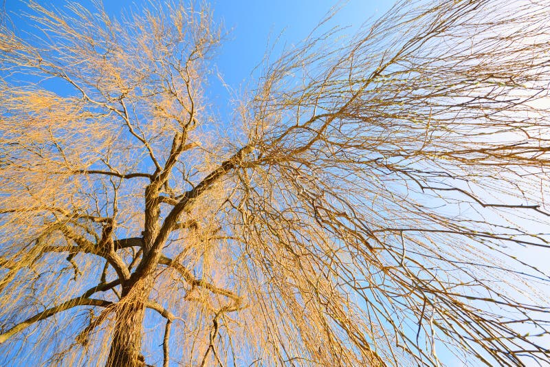 Willow tree stock image. Image of park, wide, golden - 51383163