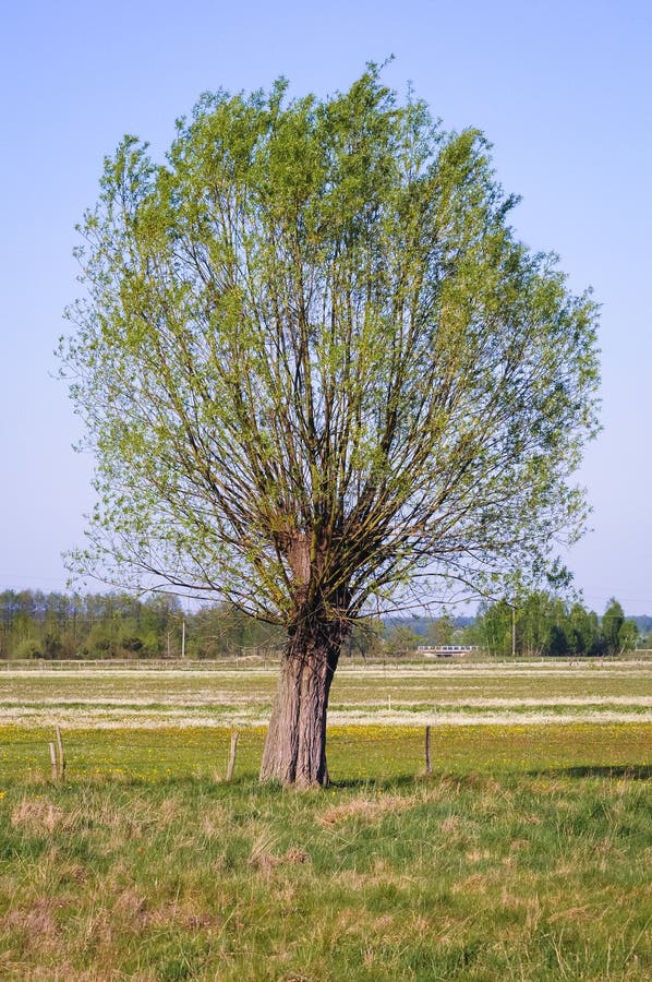Willow tree on meadow. stock photo. Image of simplicity - 71421548
