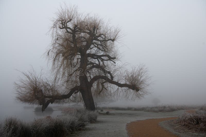 Willow Tree on a Misty Morning in Bushy Park Stock Photo - Image of ...