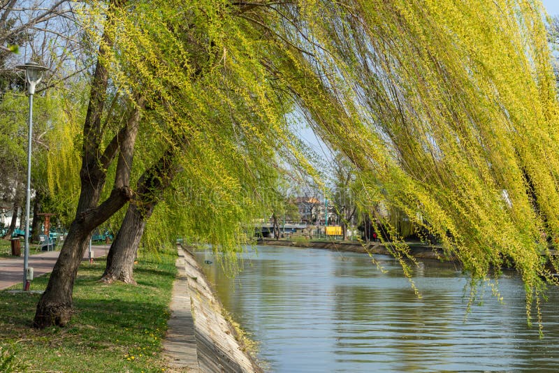 Willow tree near the river stock photo. Image of nature - 191551734