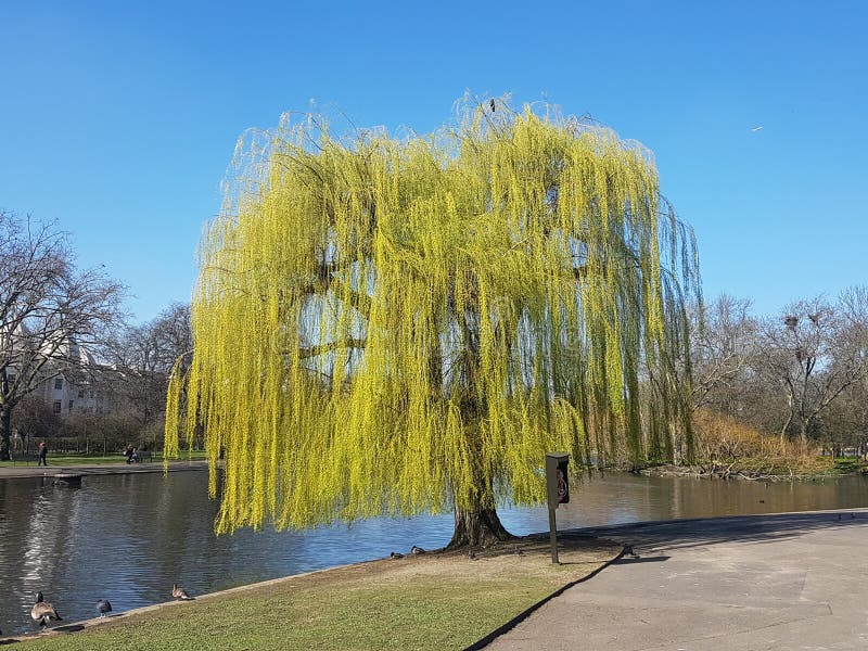 Willow tree stock photo. Image of nature, park, british - 88704736