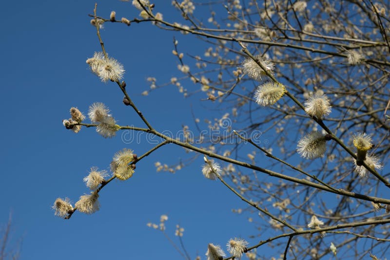Willow, Tree Opened Its Buds for Easter Stock Image - Image of creative ...