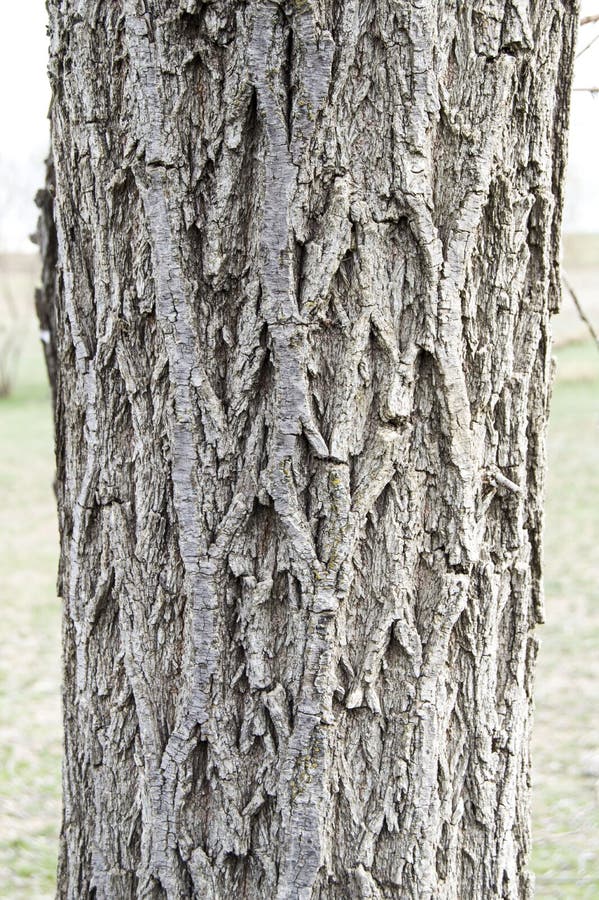 Willow Tree Outer Shell Pictures, Tree Bark, Patterned Bark, Willow ...