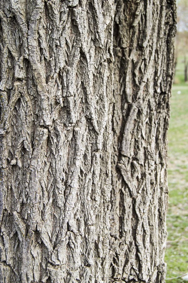 Willow Tree Outer Shell Pictures, Tree Bark, Patterned Bark, Willow ...